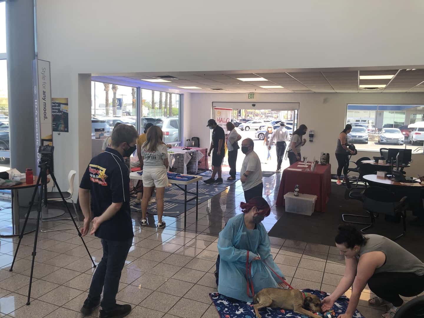 HALO Animal Rescue | Animal Rescues in Phoenix